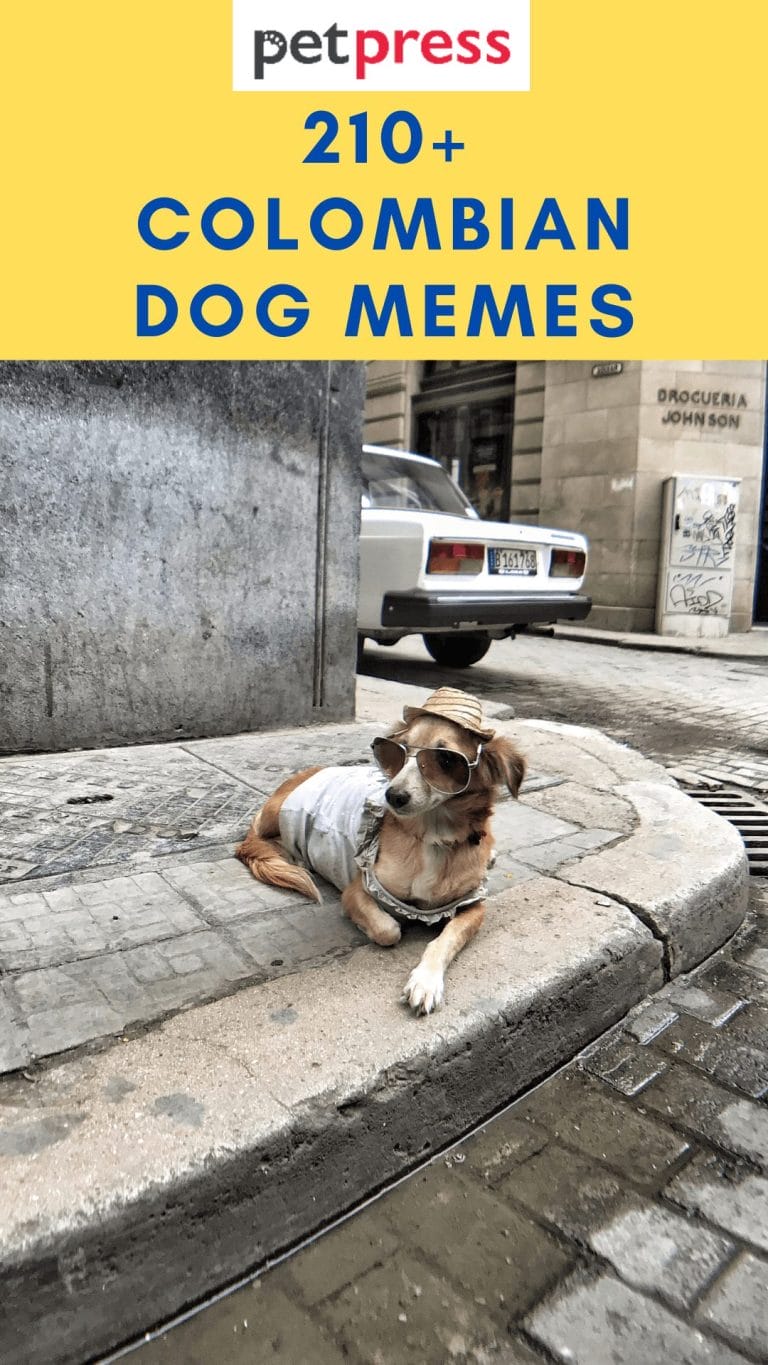 210+ Colombian Dog Names - Unique Name Ideas For Your Puppies