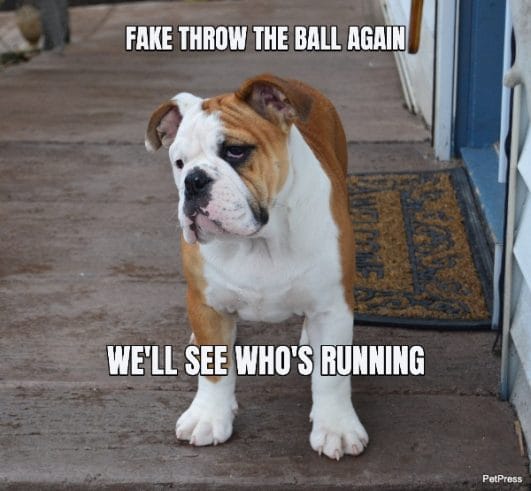 Top 10+ Funny Mad Dog Memes That Will Make You Laugh