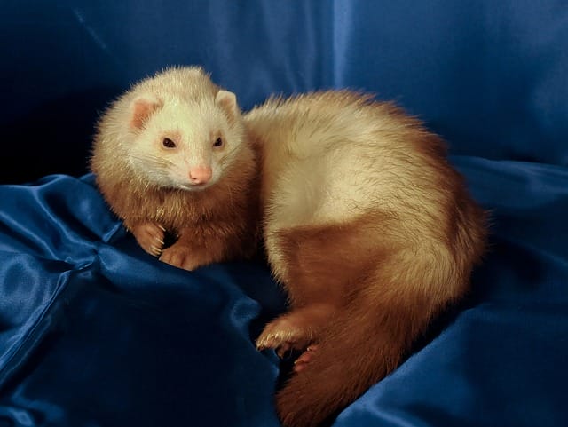 100+ Funny Ferret Names To Inspire You To Name Your Pet Ferrets