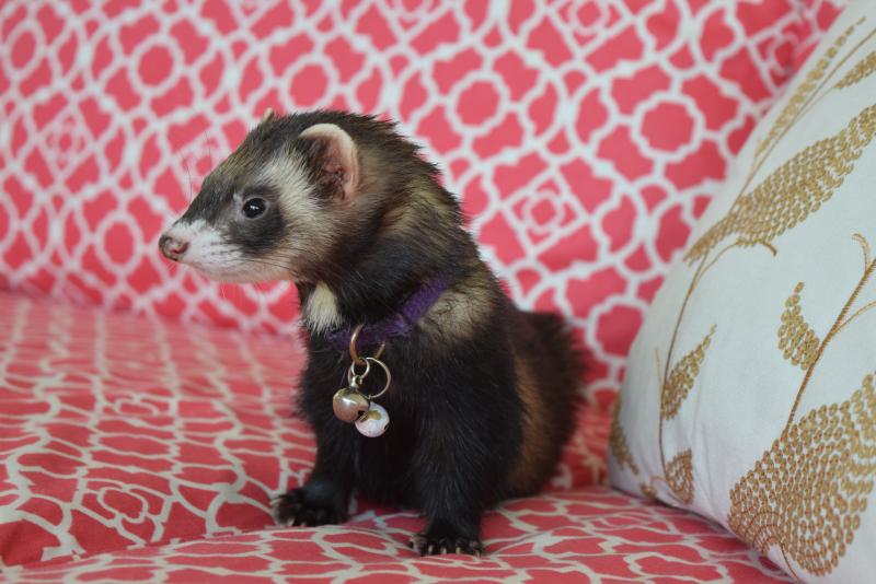 100+ Geeky Ferret Names To Name Your Cute Little Fuzzball