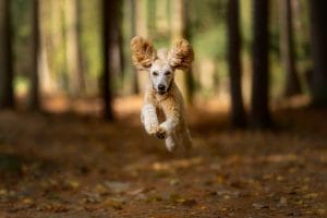 60+ Racing Inspired Dog Names For Your Fast And Energetic Puppies