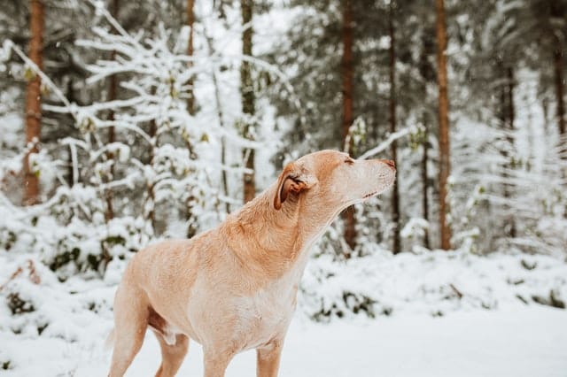 60+ Ski Mountain Inspired Dog Names That Are Cute For Your Pooch