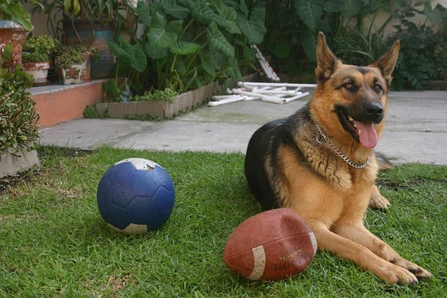 260+ Sport Inspired Dog Names For Male And Female Puppies