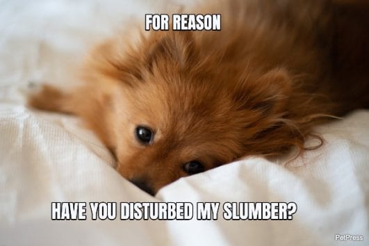 Top 10 Hilarious Dog in Bed Memes That Will Make You Laugh