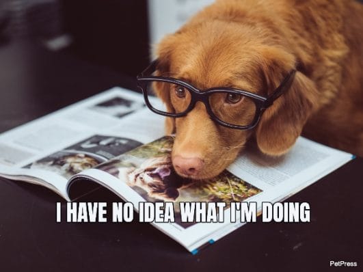 Top 10+ Confused Dog Memes That Are Funny And Hilarious