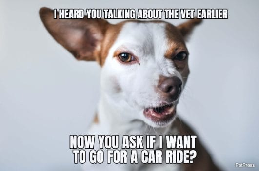 Top 10 Suspicious Dog Memes That Are Funny And Hilarious