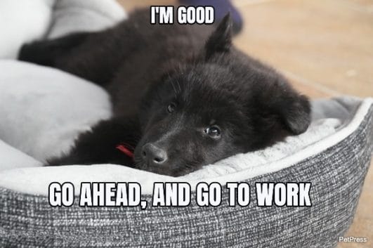 Top 10 Hilarious Dog in Bed Memes That Will Make You Laugh
