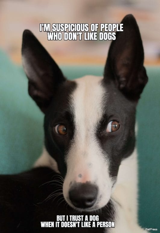 Top 10 Suspicious Dog Memes That Are Funny And Hilarious