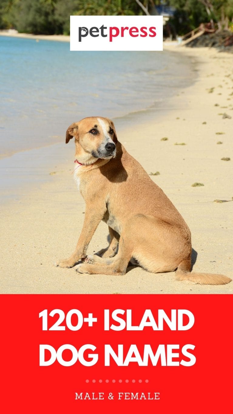 120+ Best Island Dog Names: Names Inspired by Islands For Dogs