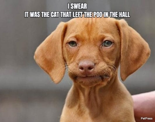 Top 10+ Funny Dog Swearing Memes That Will Make You Laugh