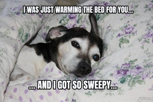 Top 10 Hilarious Dog in Bed Memes That Will Make You Laugh