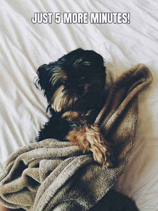 Top 10 Hilarious Dog in Bed Memes That Will Make You Laugh