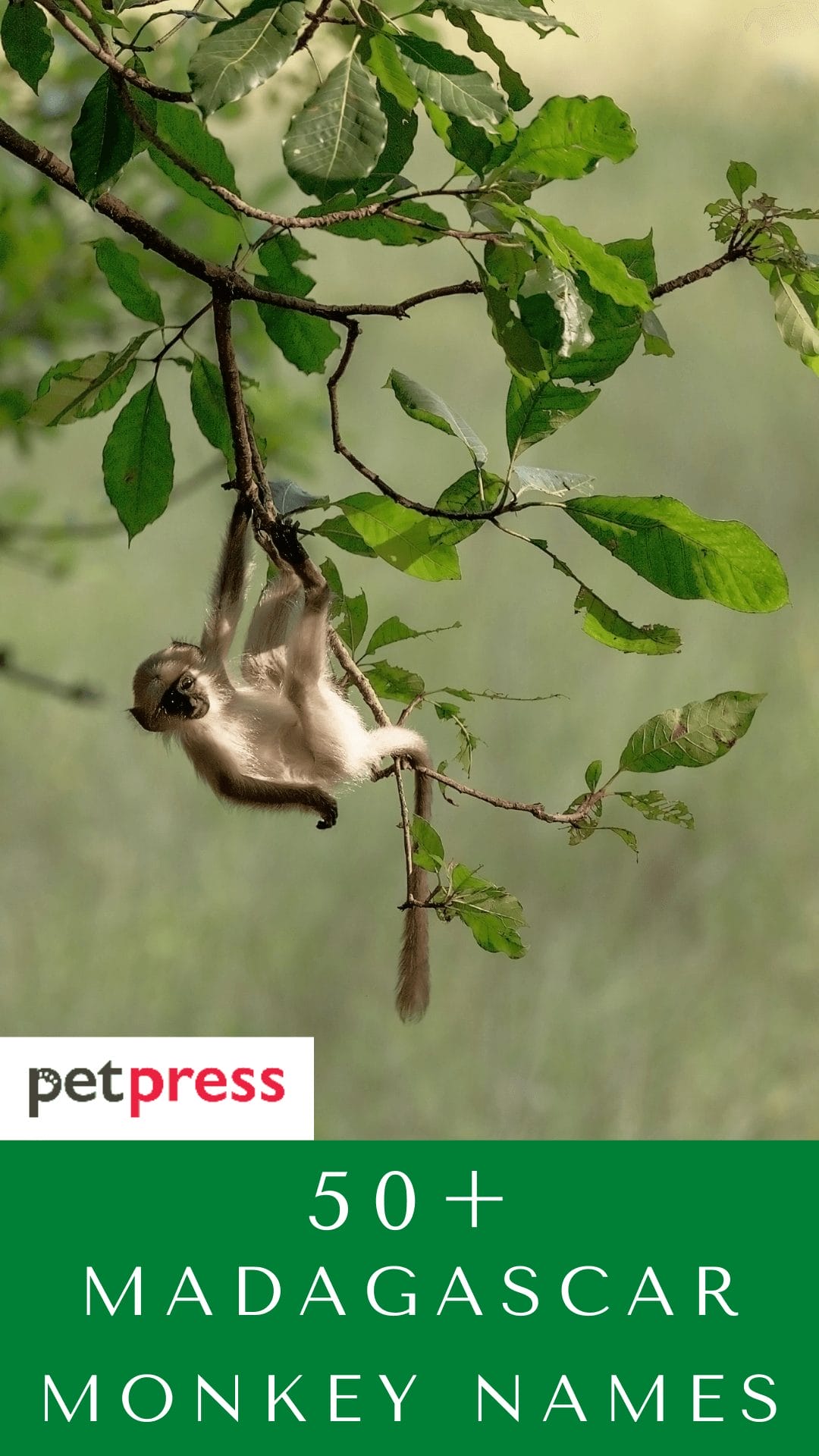 50+ Madagascar Inspired Monkey Names For Your Cute Monkeys