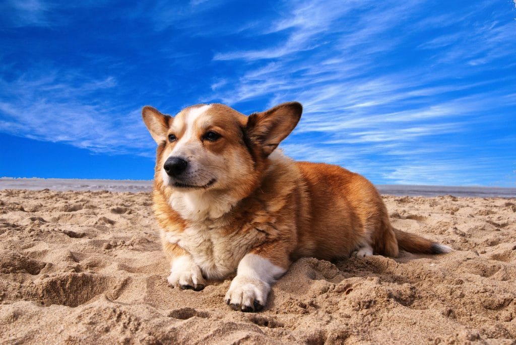 210+ Colombian Dog Names - Unique Name Ideas For Your Puppies