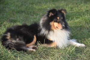 60+ Tri Color Dog Names For Your Colorful Puppies