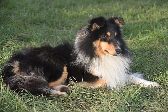 60+ Tri Color Dog Names For Your Colorful Puppies