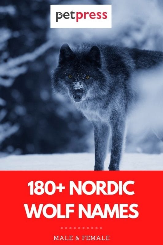 180+ Nordic Wolf Names: Scandinavia-Inspired Names For A Wolf