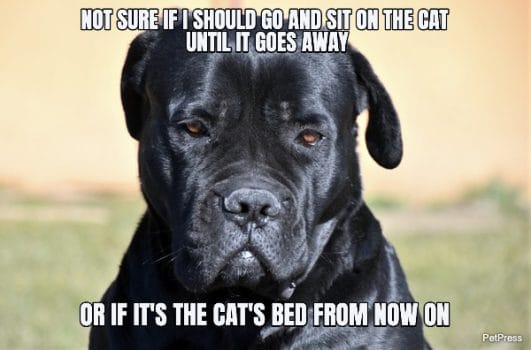 Top 10+ Confused Dog Memes That Are Funny And Hilarious