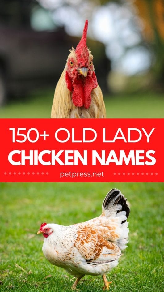 150+ Old Lady Names for a Chicken: The Best Names for Your Hen