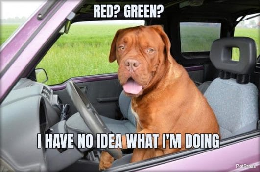 Top 10+ Confused Dog Memes That Are Funny And Hilarious