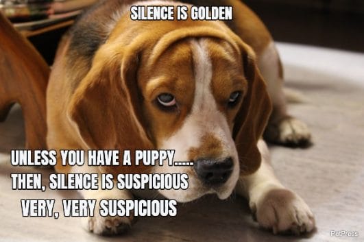 Top 10 Suspicious Dog Memes That Are Funny And Hilarious