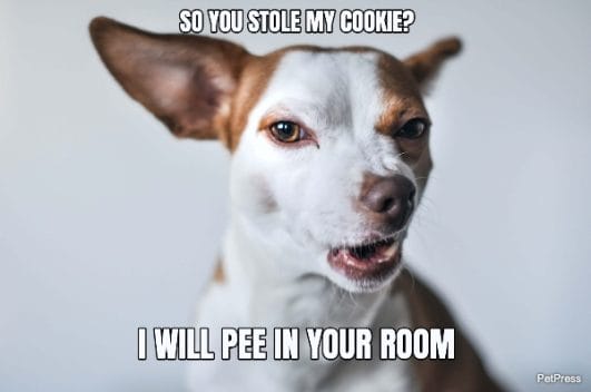 Top 10+ Funny Mad Dog Memes That Will Make You Laugh