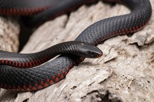 150+ Badass Snake Names For Your Fierce Pet Snakes