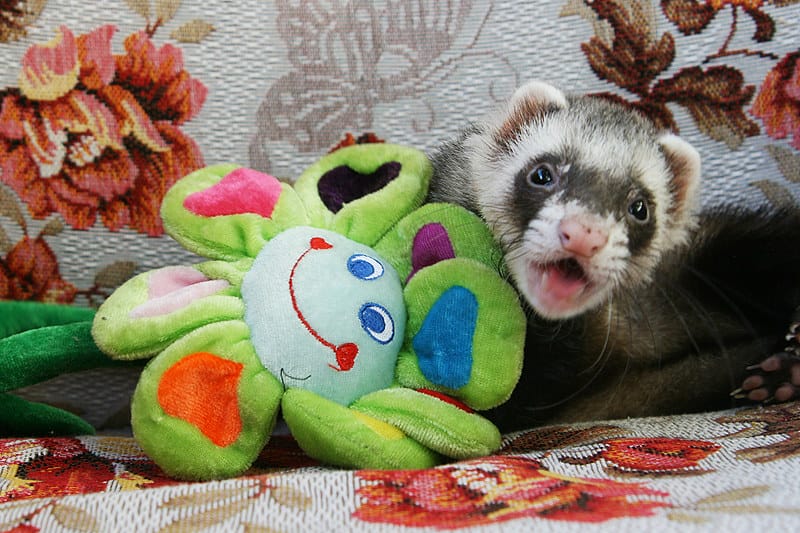 14 Adorable Pictures of Ferrets That Will Brighten Up Your Day - PetPress