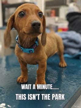 Top 10 Suspicious Dog Memes That Are Funny And Hilarious