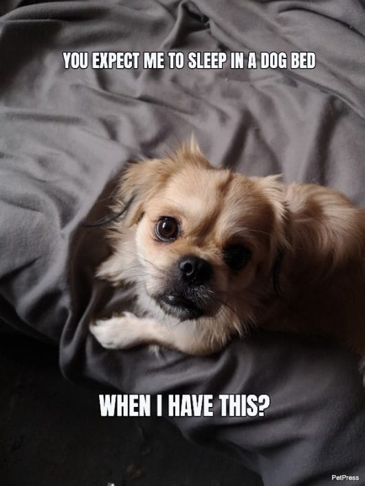 Top 10 Hilarious Dog in Bed Memes That Will Make You Laugh