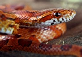 10 Smallest Pet Snakes - Snakes That Can Be Owned As Pets