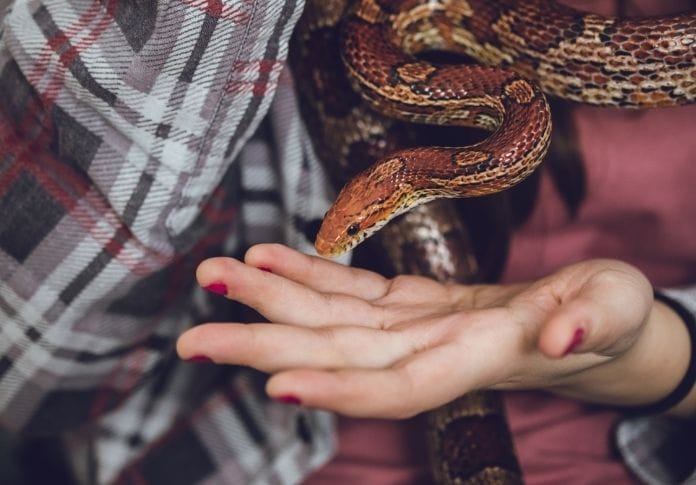 Best Female Snake Names - 180 Amazing Ideas For Naming Your Pet Snake ...