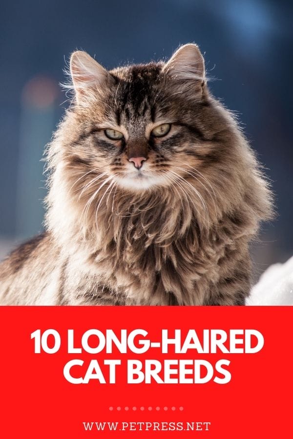 10 Best Long Haired Cat Breeds With Pictures