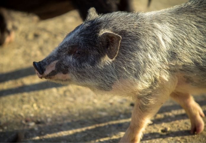 Male Pig Names - 200 Awesome Ideas For Naming Your Piglet - PetPress