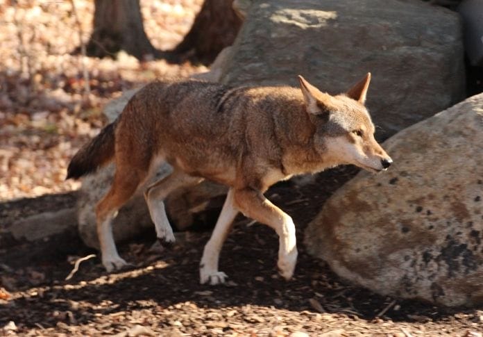 50+ Evil Wolf Names That Are Tough And Strong For A Wolf | Petpress