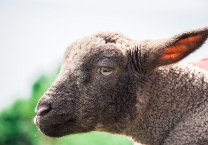 150+ Girl Sheep Names - Best Female Names For A Sheep