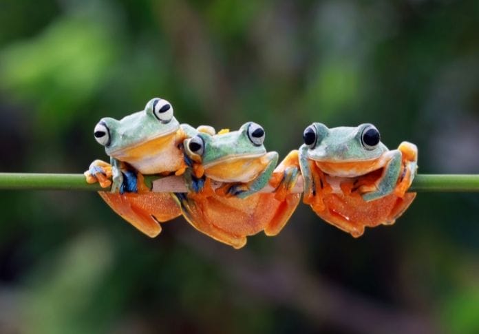 65 Funny Frog Names | Frog Name Ideas That Are Hilarious!