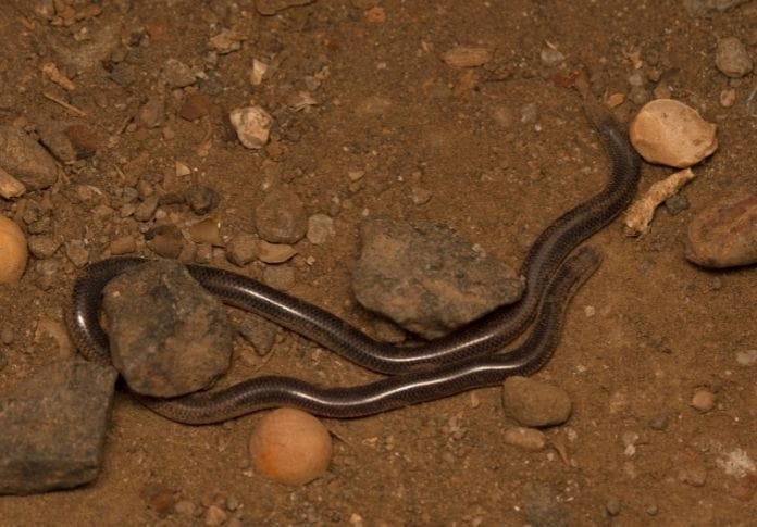 10 Smallest Pet Snakes - Snakes That Can Be Owned As Pets