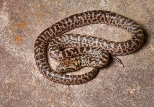 10 Smallest Pet Snakes - Snakes That Can Be Owned As Pets