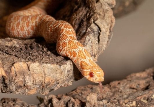 10 Smallest Pet Snakes - Snakes That Can Be Owned As Pets