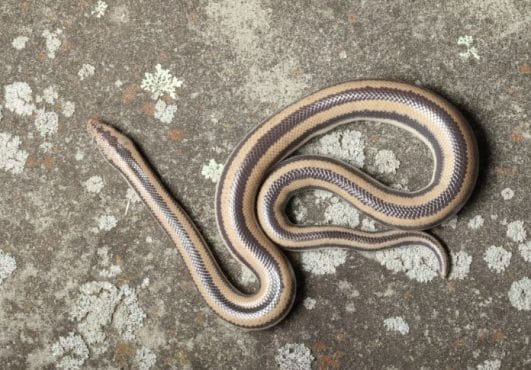 10 Smallest Pet Snakes - Snakes That Can Be Owned As Pets