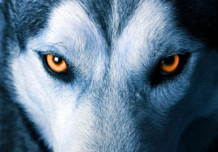 60+ Famous Wolf Names from History, TV, Literature, & More