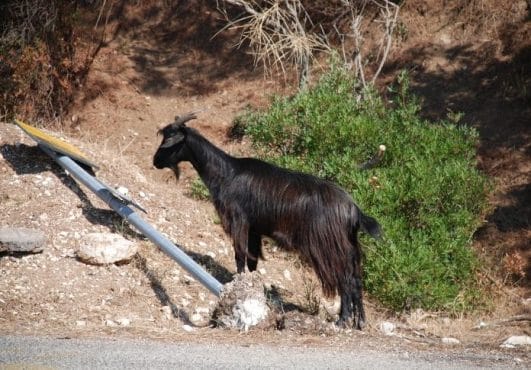 160+ Black Goat Names: The Best Names for Your Black Goat