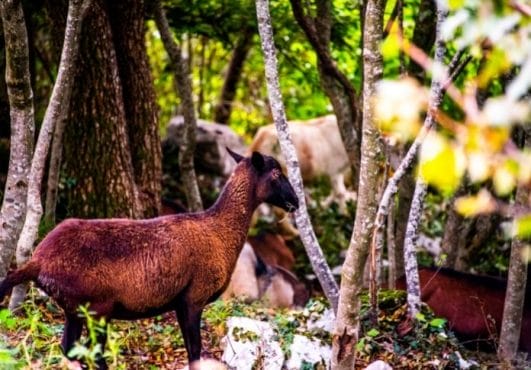 160+ Black Goat Names: The Best Names for Your Black Goat