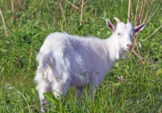 150+ Best White Goat Names: Unique Naming Ideas for Your New Goat