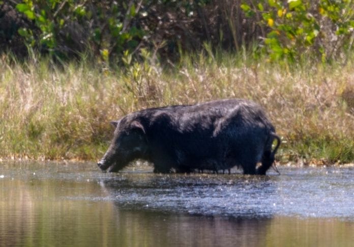 160+ Wild Pig Names: The Best List for Naming Your Wild Pig