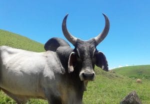 The Best Ox Names: 80+ Ideas to Get You Started