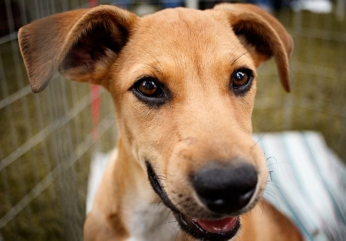 National Rescue Dog Day: 5 Ways to Observe This Special Dog Day