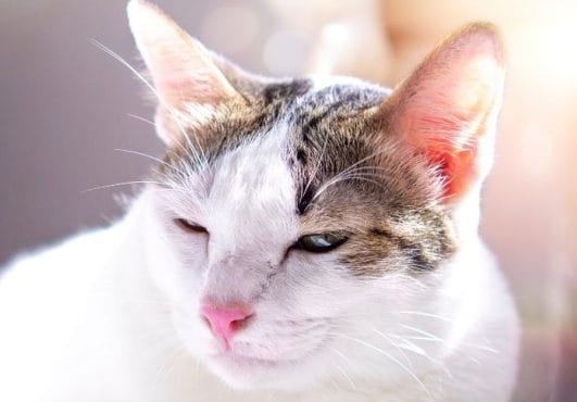 What Is a Harlequin Cat? Characteristics and 5 Breeds