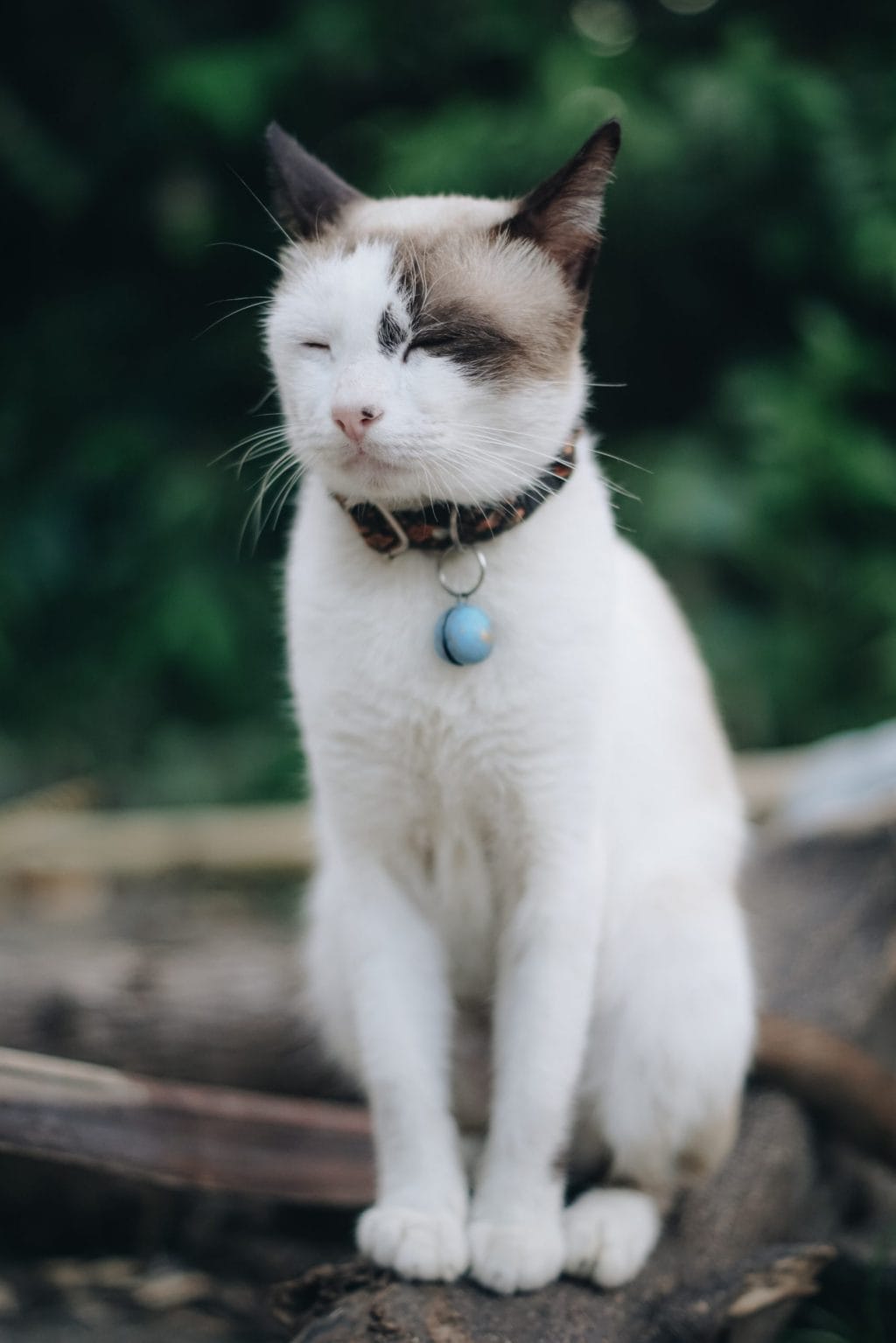 190+ Cat Names Starting With Letter "K" For Your Feline Friend
